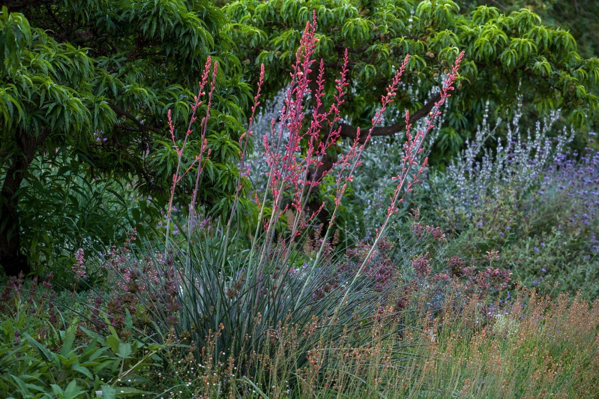 coral yucca | UC Davis Arboretum and Public Garden
